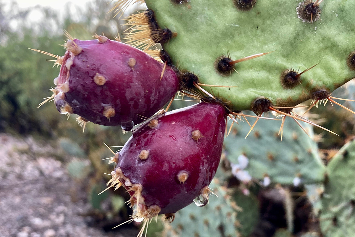 Biography – Susan S. Scott, PhD